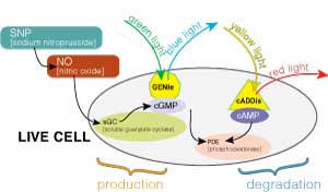PDE-poster-diagram | Montana Molecular