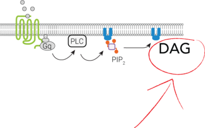 DAG_signaling-diagram | Montana Molecular