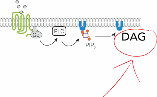 DAG_signaling-diagram | Montana Molecular