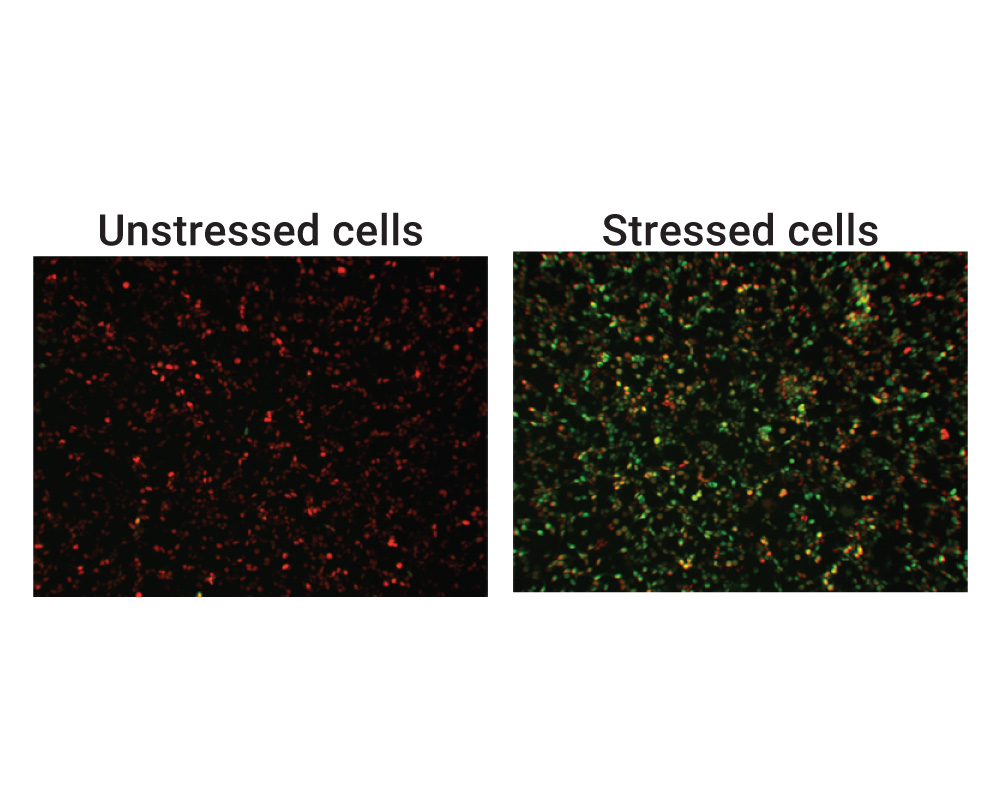stressed-and-unstressed-cell-images | Montana Molecular