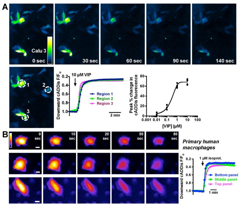 Lee Lab illuminates cAMP signaling in macrophages | Montana Molecular