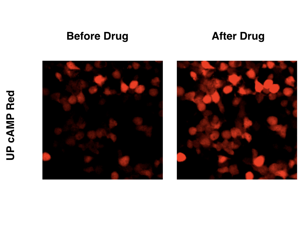 Red cAMP Before and After Drug.001 | Montana Molecular