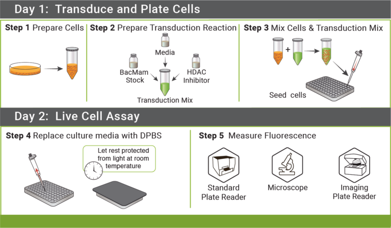 simple-assay-steps_2019 | Montana Molecular