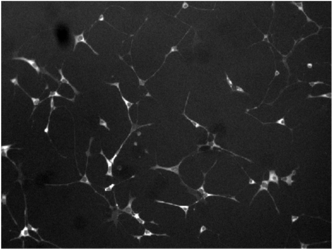 BacMam Expression System | Montana Molecular