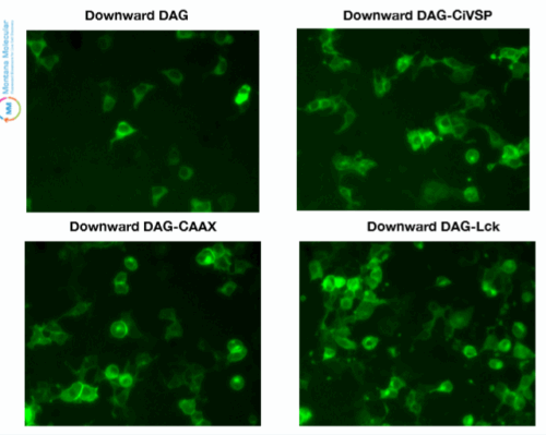 #D0331G Green Membrane-Targeted DAG | Montana Molecular