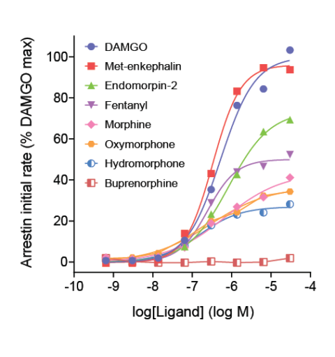 Borealis Arrestin Assays | Montana Molecular