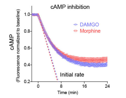 Assay Services | Montana Molecular
