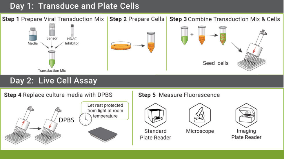 cADDis: Live Cell cAMP Assays | Montana Molecular