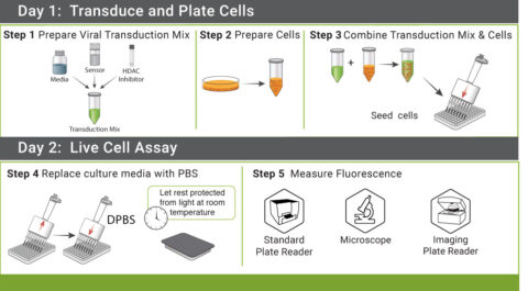 BacMam Expression System | Montana Molecular