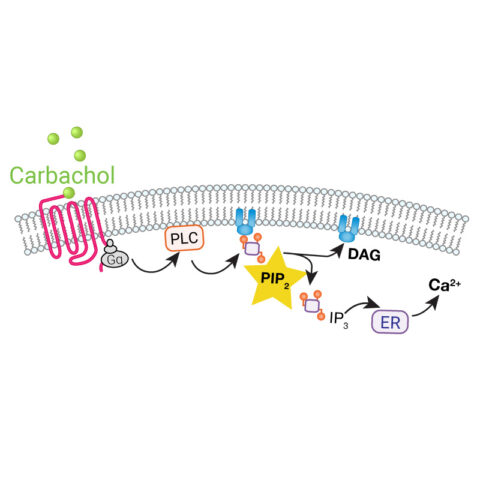 PIP2 Assays | Montana Molecular