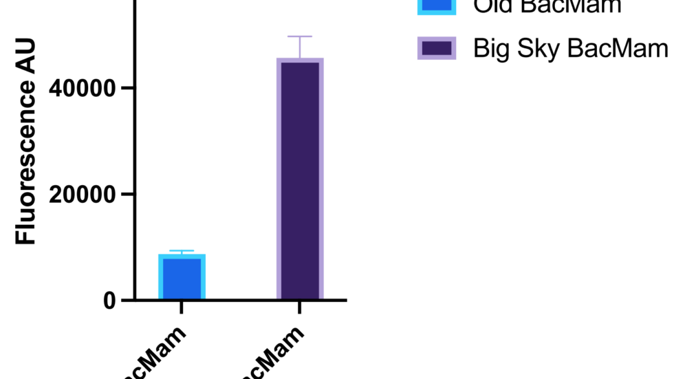 Introducing Big Sky BacMam | Montana Molecular