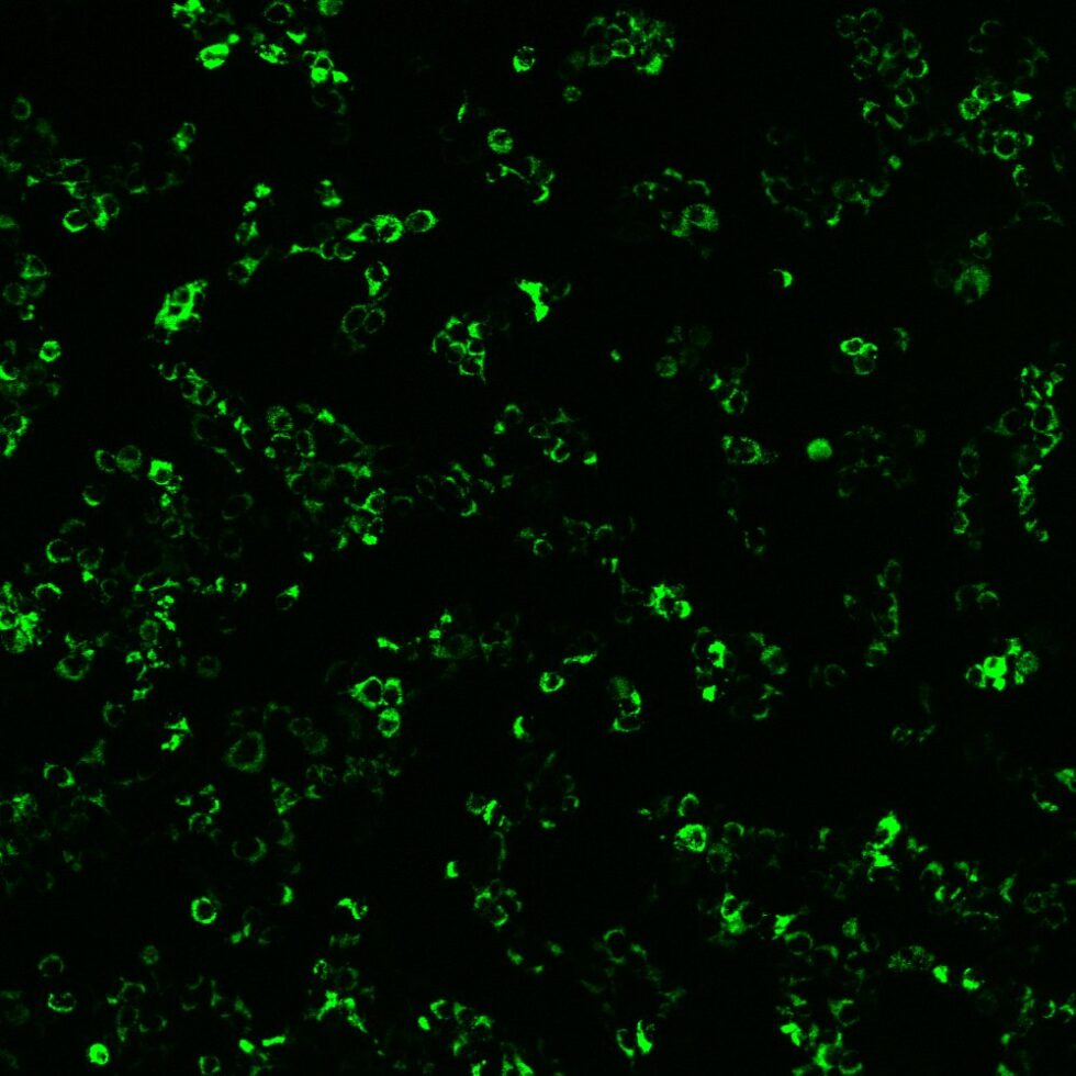 #P1010G Mitochondrial targeted mNeonGreen (Green MitoPaint) | Montana ...