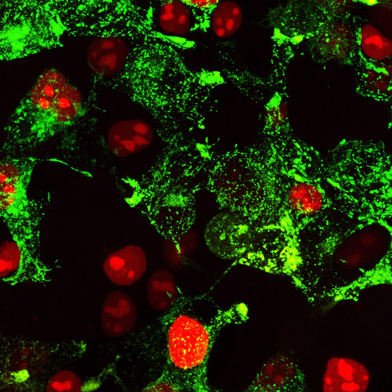 Green GiantinPaint - mNeonGreen Golgi Label (P1040G) | Montana Molecular